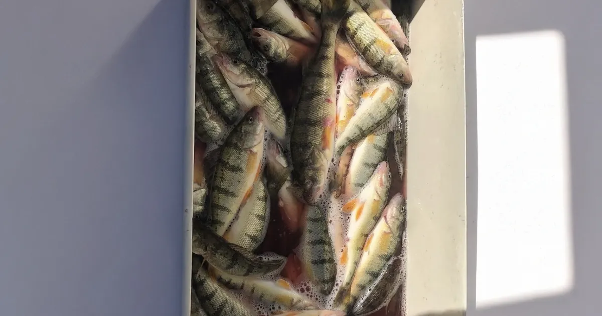 Gold Coast Fishing Company | Premium Lake Michigan & St. Joe River ...
